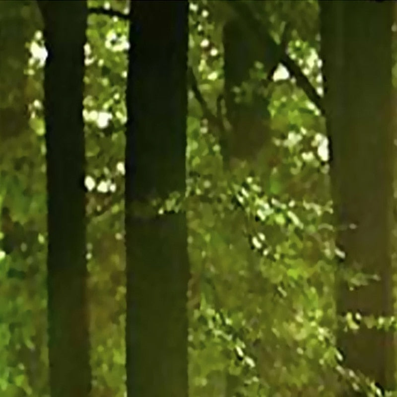 Custom Wallpaper Mural Forest Green Trees Nature Landscape | BVM Home