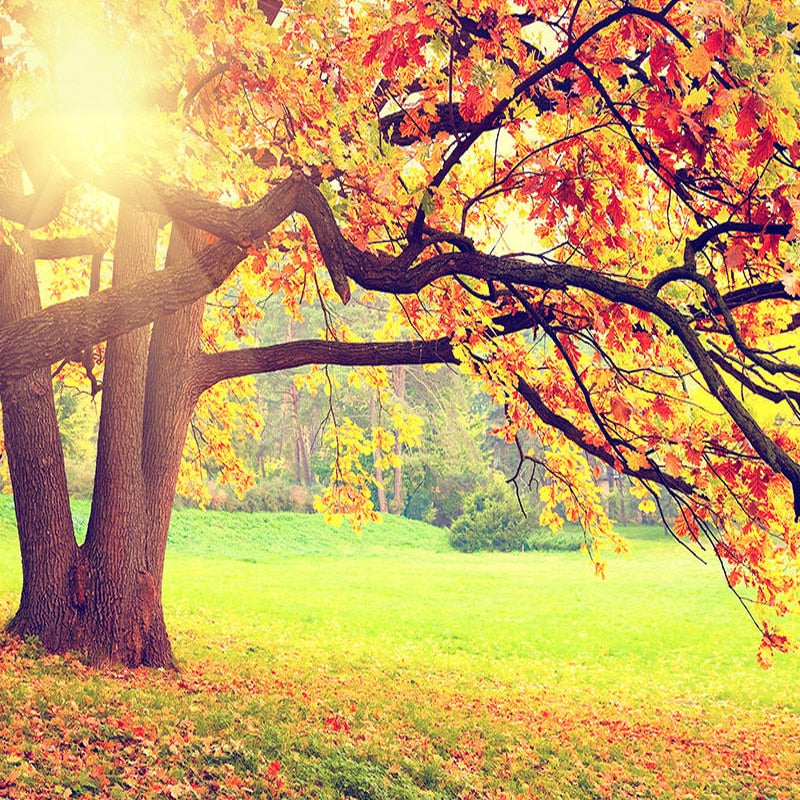 Autumn Yellow Trees Wallpaper