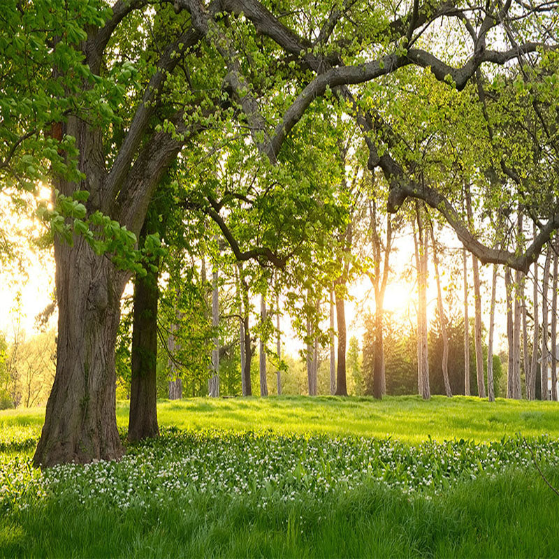 Green Forest Trees Wallpaper