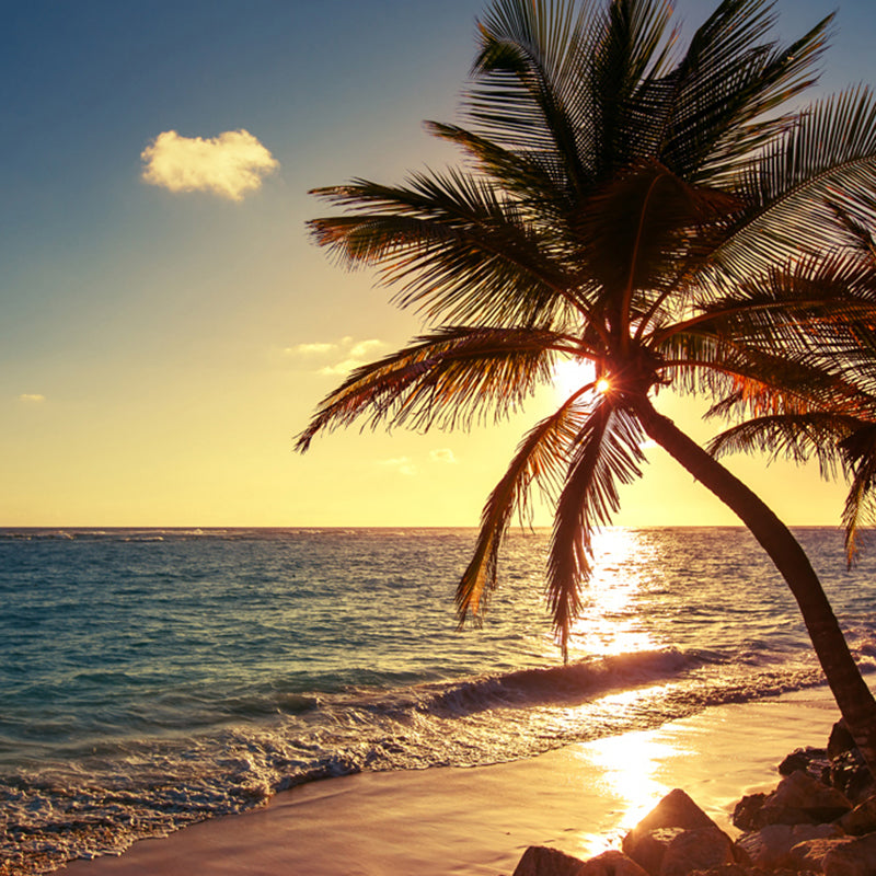 Custom Wallpaper Mural Beach Landscape Sunset Coconut Trees | BVM Home